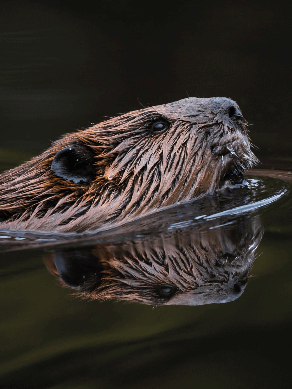 Las obras de sus manos: El extraordinario castor | El Mundo de Mañana